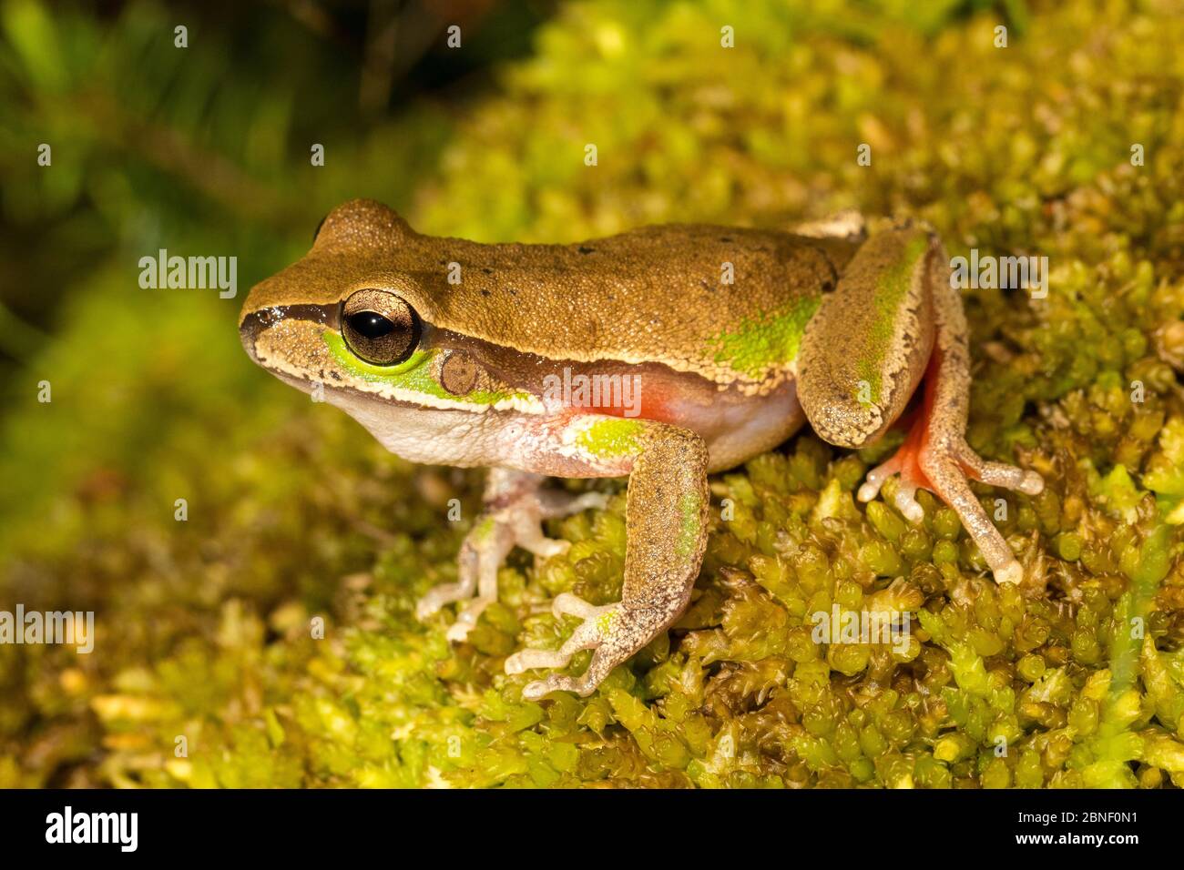Blue Mountains Tree Frog resting on moss Stock Photo - Alamy