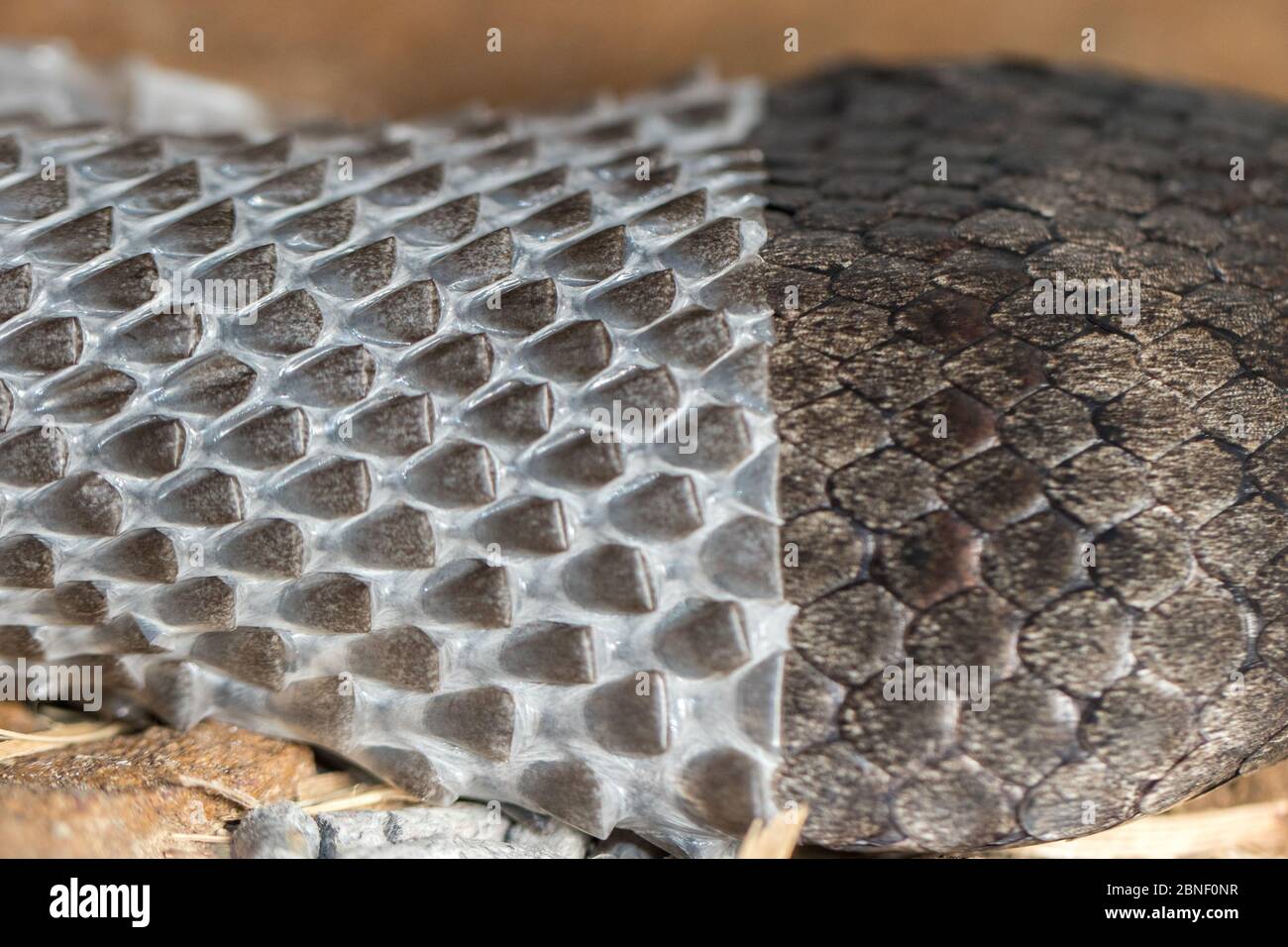 Southern Death Adder sloughing skin Stock Photo - Alamy