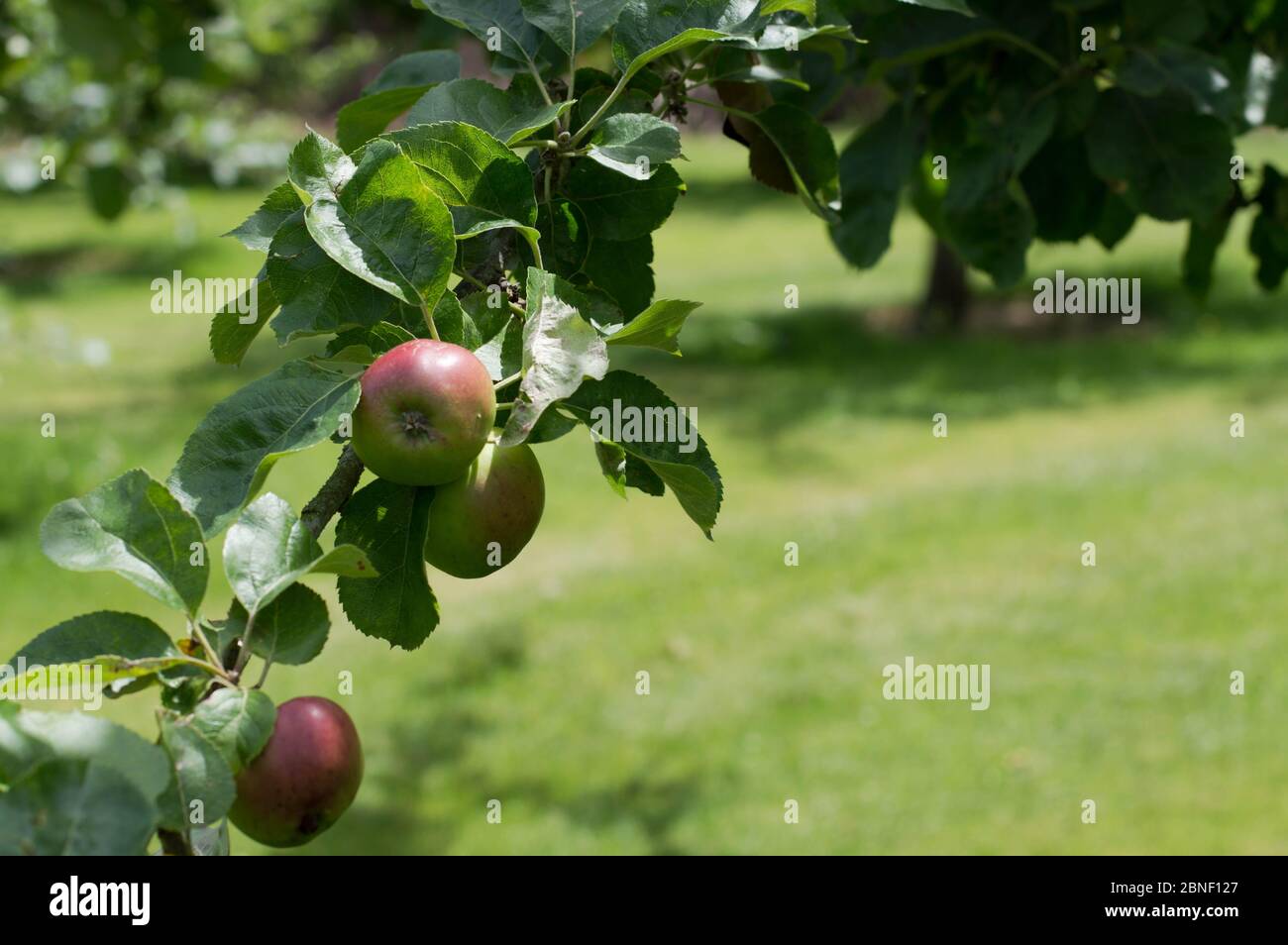 Domesticated apple tree hi-res stock photography and images - Alamy