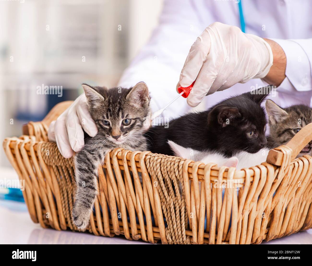 The doctor and assistant in vet clinic checking up kitten Stock Photo ...