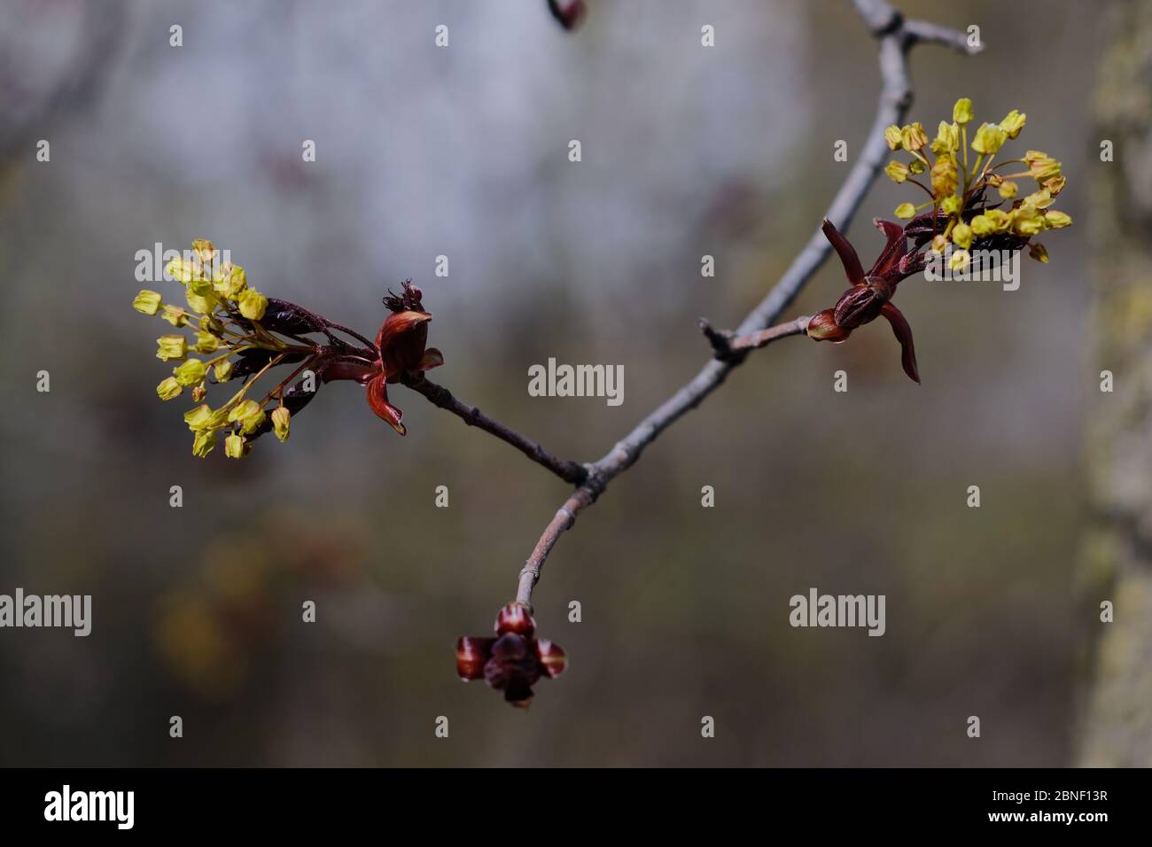 Acer Rubrum Flower High Resolution Stock Photography and Images - Alamy