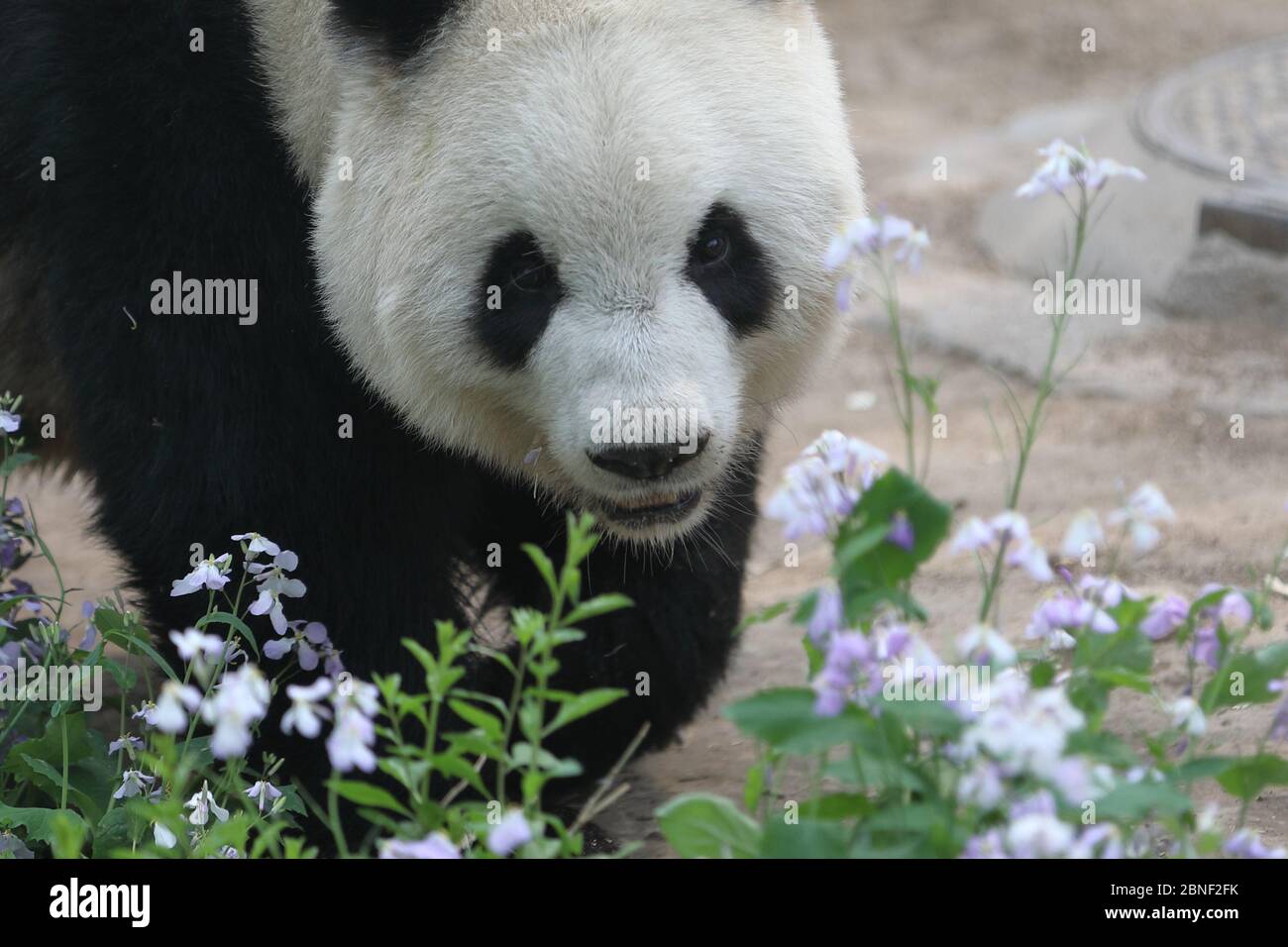 Giant panda "Mengmeng" enjoys orchids on a sunny day at its encloure of ...