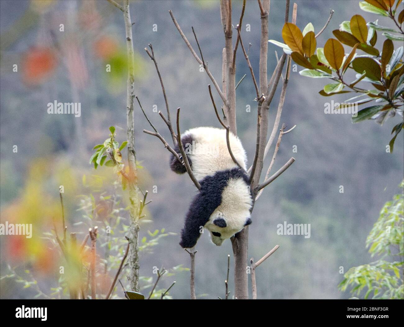 Pandas fighting hi-res stock photography and images - Alamy