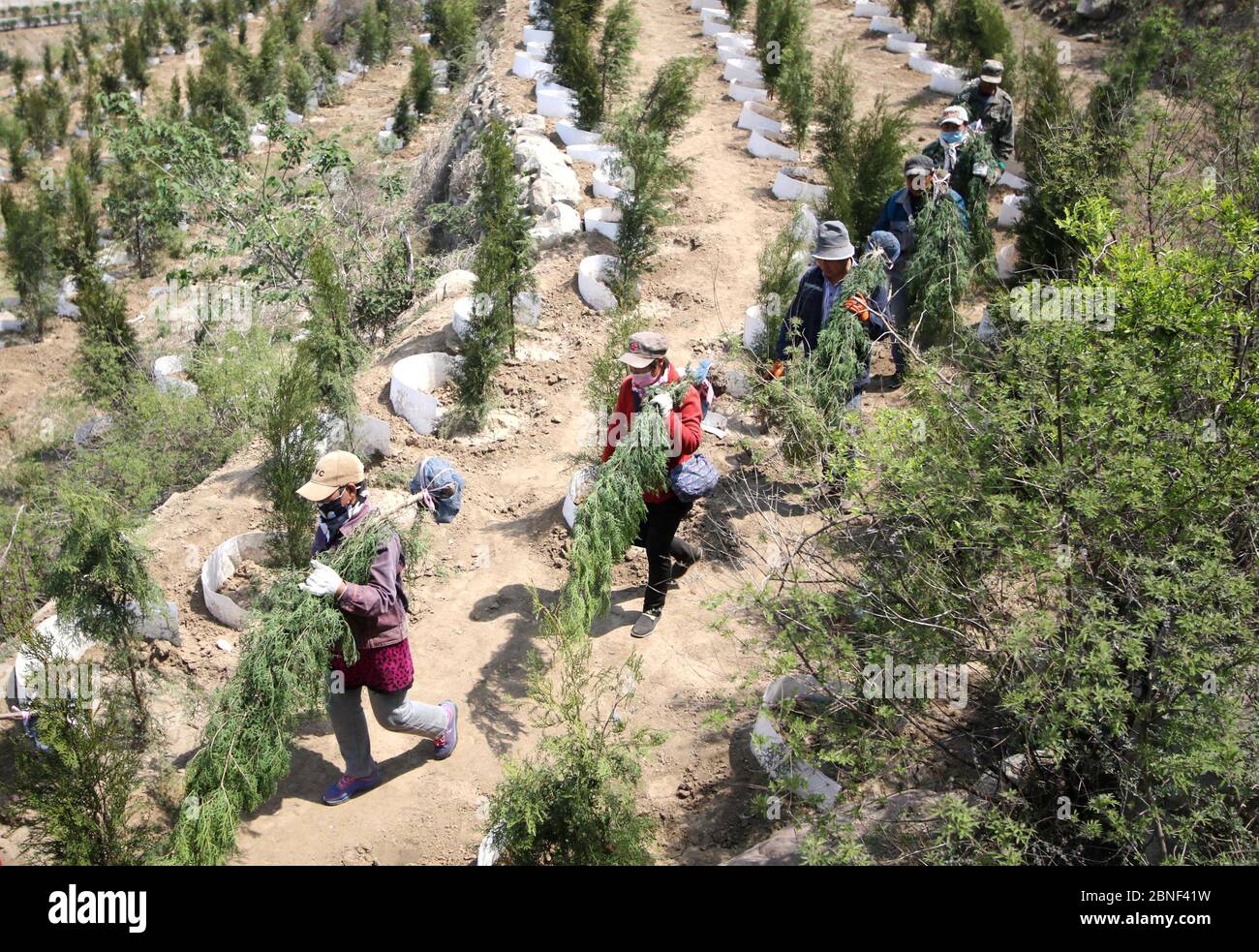 Aerial tree planting hi-res stock photography and images - Alamy