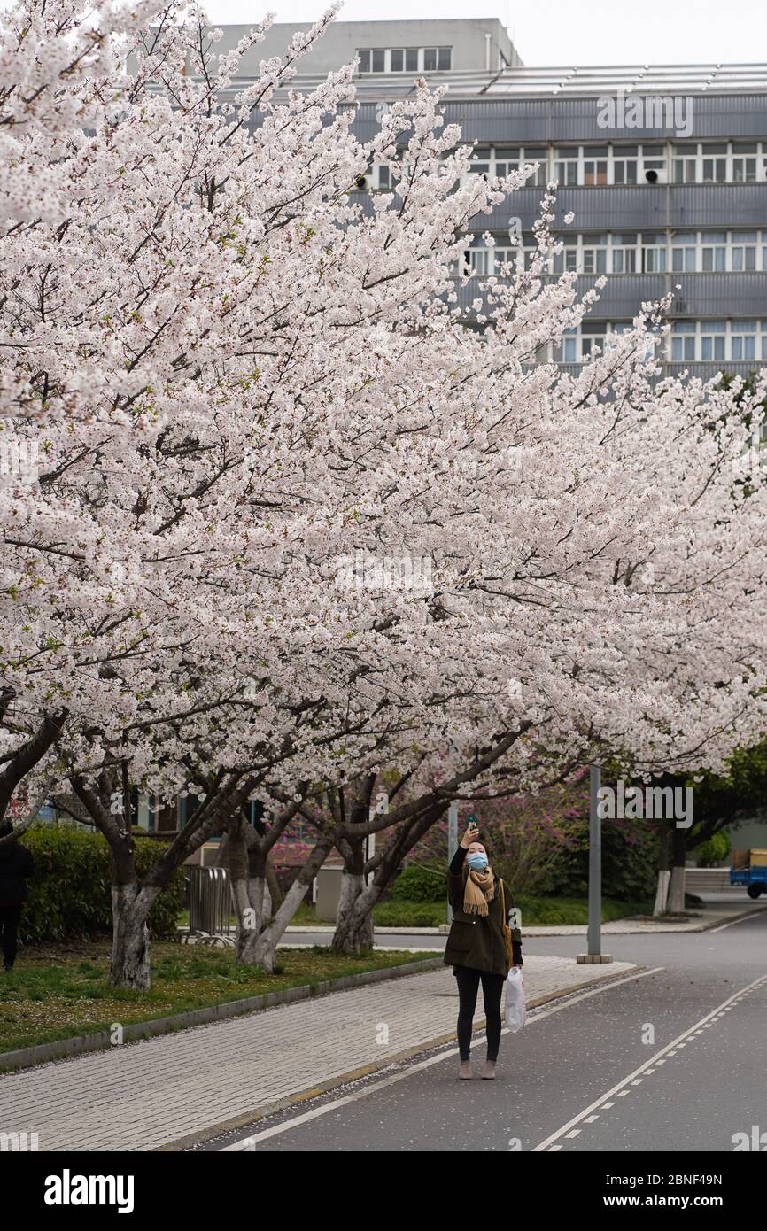 Cherry flowers was in full bloom in Siping Campus of Tonji University ...