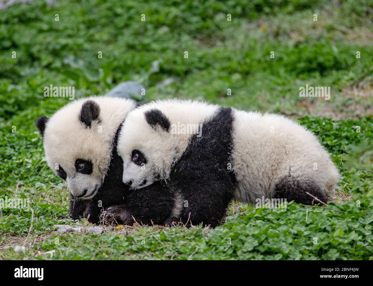 --FILE--Naughty pandas enjoy their cozy lives by climbing trees ...
