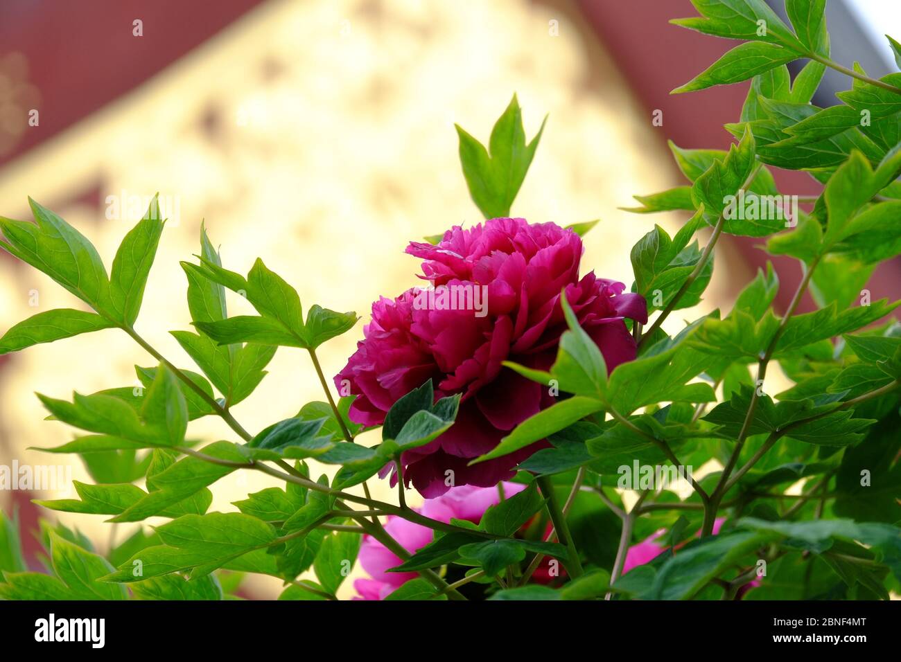 Poney flowers in the Summer Palace are blooming nearby Renshoudian of ...