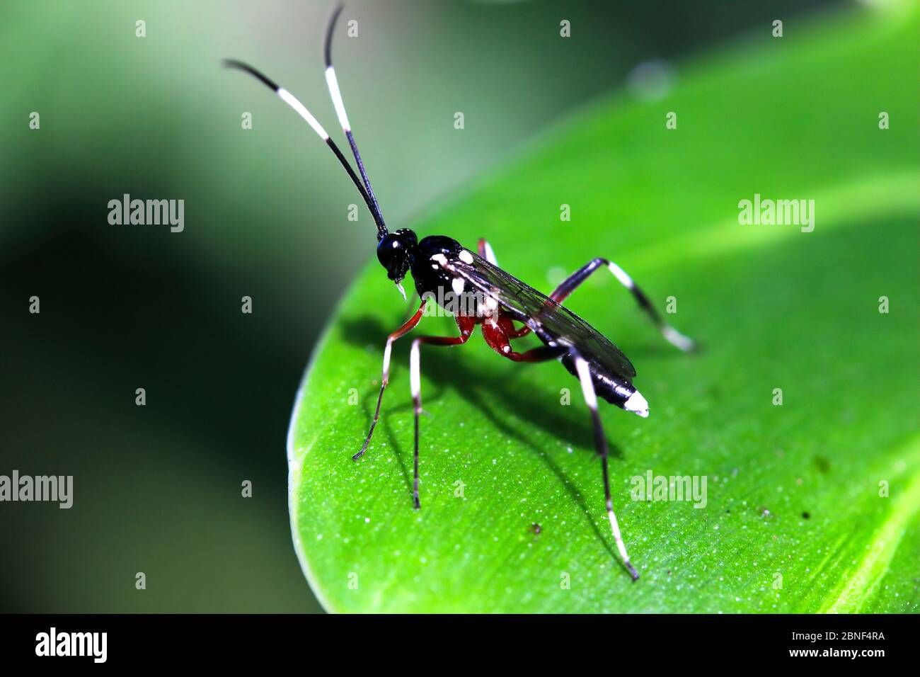 Tiny insects shot in vivid color, and very close up in macro. Outside ...