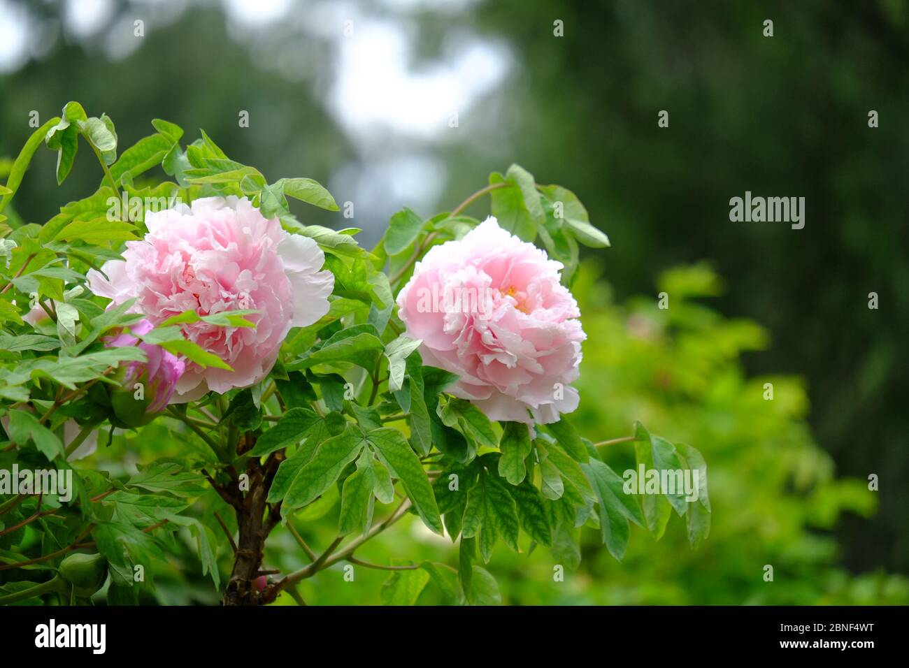 Summer palace beijing flowers hi-res stock photography and images - Alamy