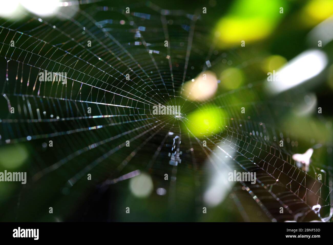 A spider web shot in color and up close to see all the fine details of ...