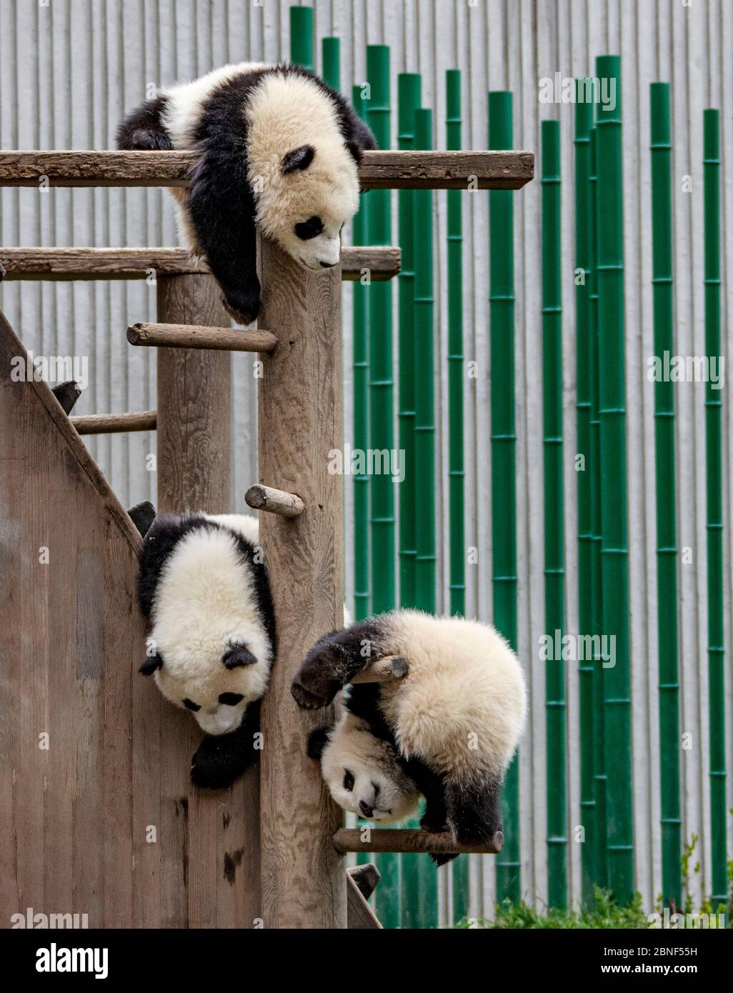 --FILE--Naughty pandas enjoy their cozy lives by climbing trees ...