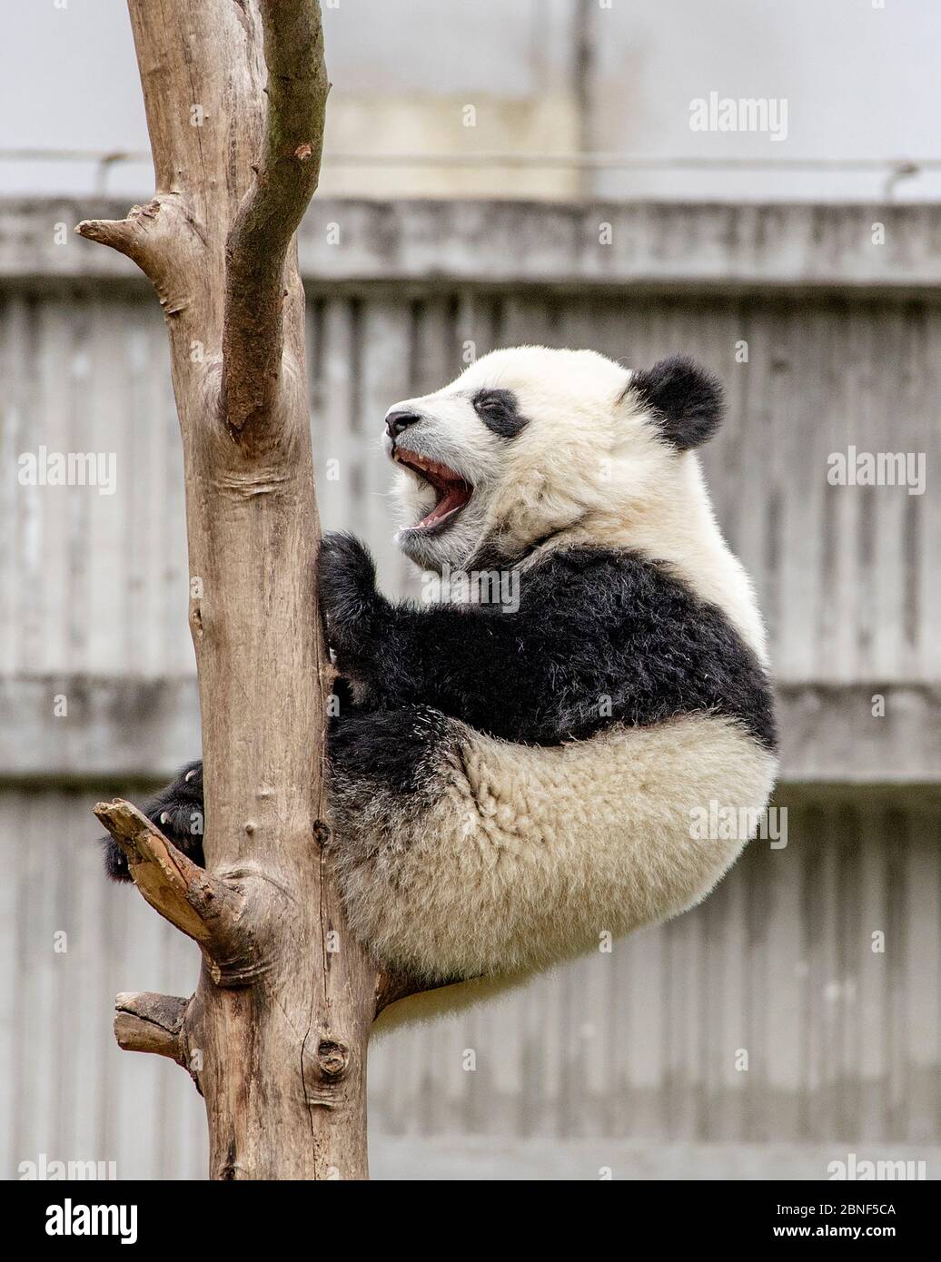 Pandas fighting hi-res stock photography and images - Alamy