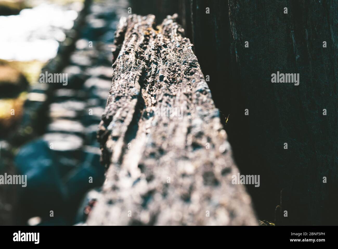 Selective focus shot of the trunk of a tree in the woods captured under ...