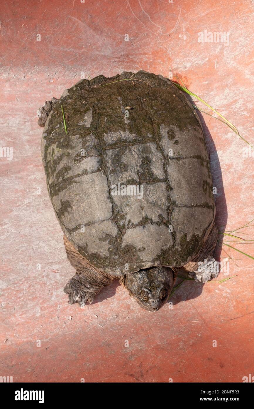 common snapping turtle in wheelbarrow Stock Photo - Alamy