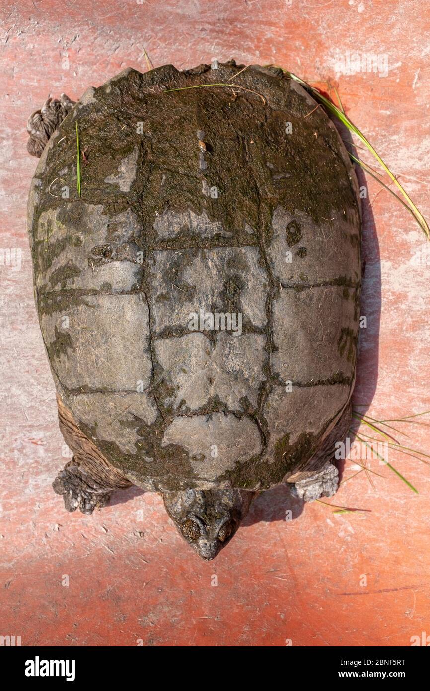 common snapping turtle in wheelbarrow Stock Photo - Alamy