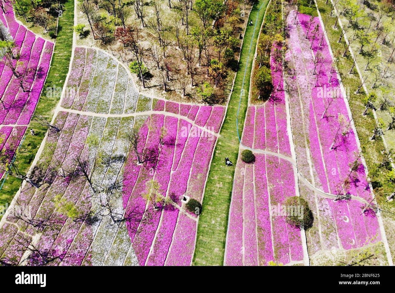 Aerial view of the sakura blooming in Hangzhou city, east China's ...