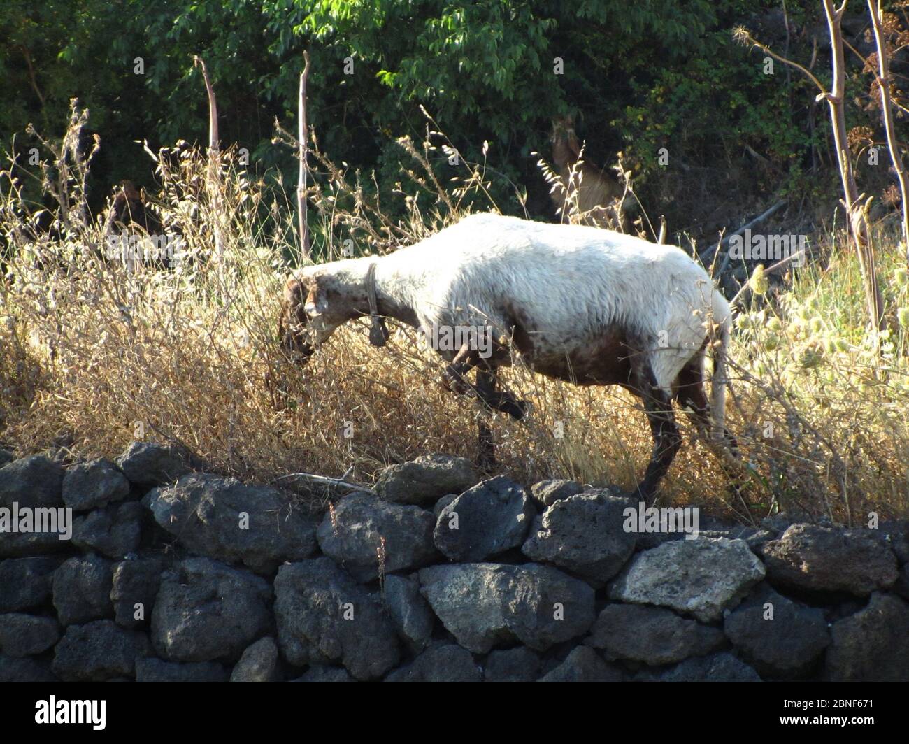 Sicilian goat hi-res stock photography and images - Alamy