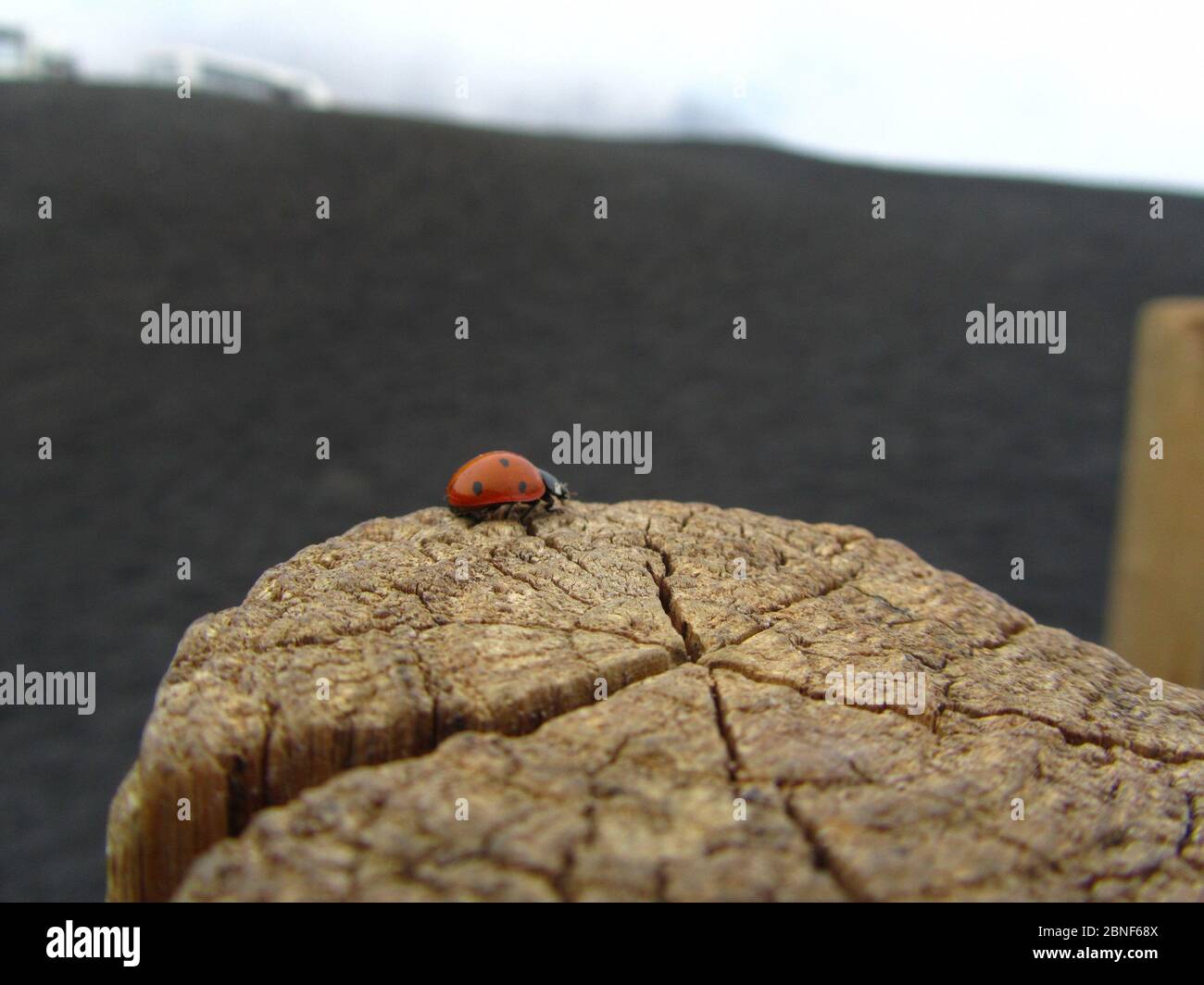 Ladybug insect in the volcanic environment of Mount Etna Stock Photo ...