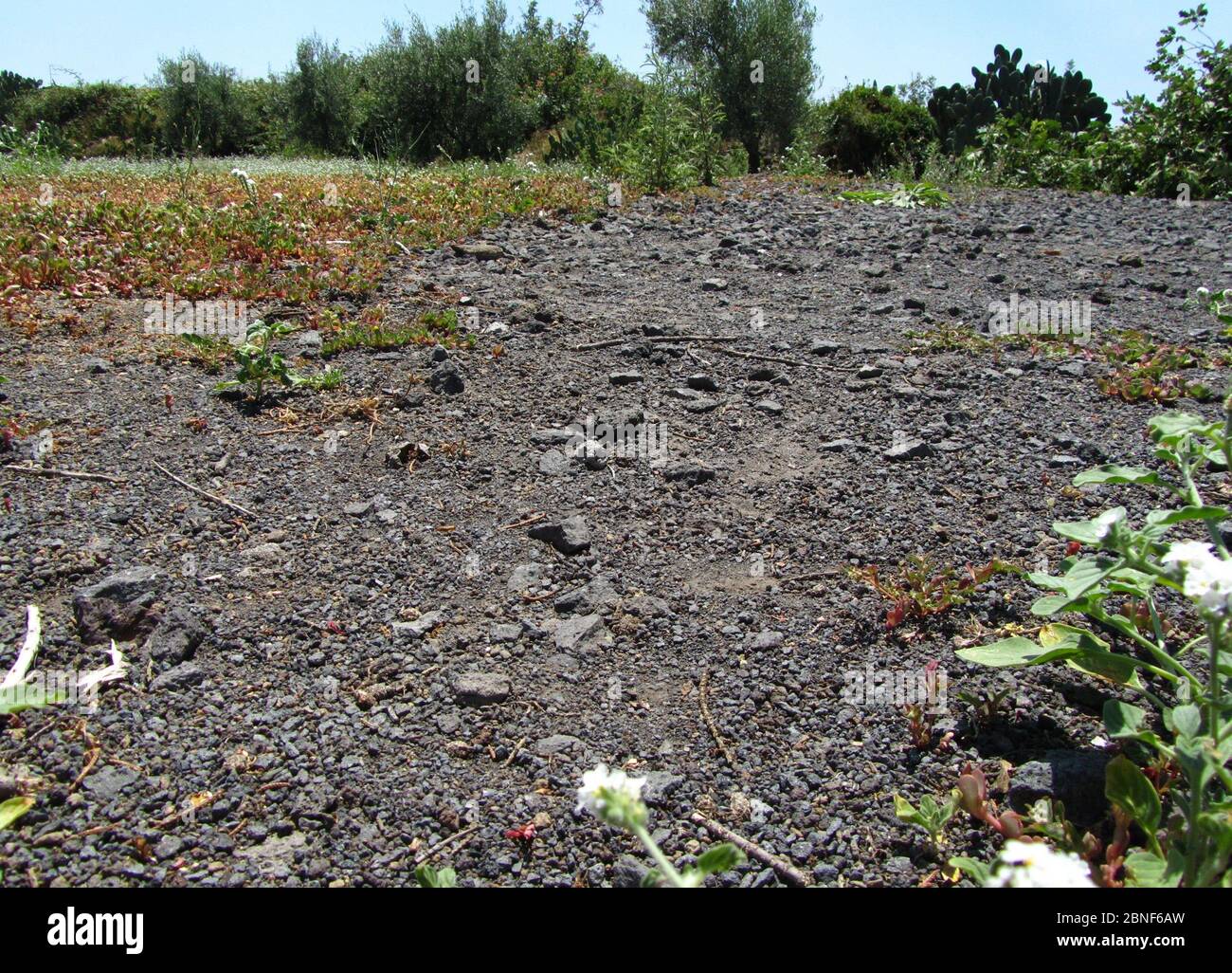 Black volcanic lava soil with vegetation growing on it Stock Photo - Alamy