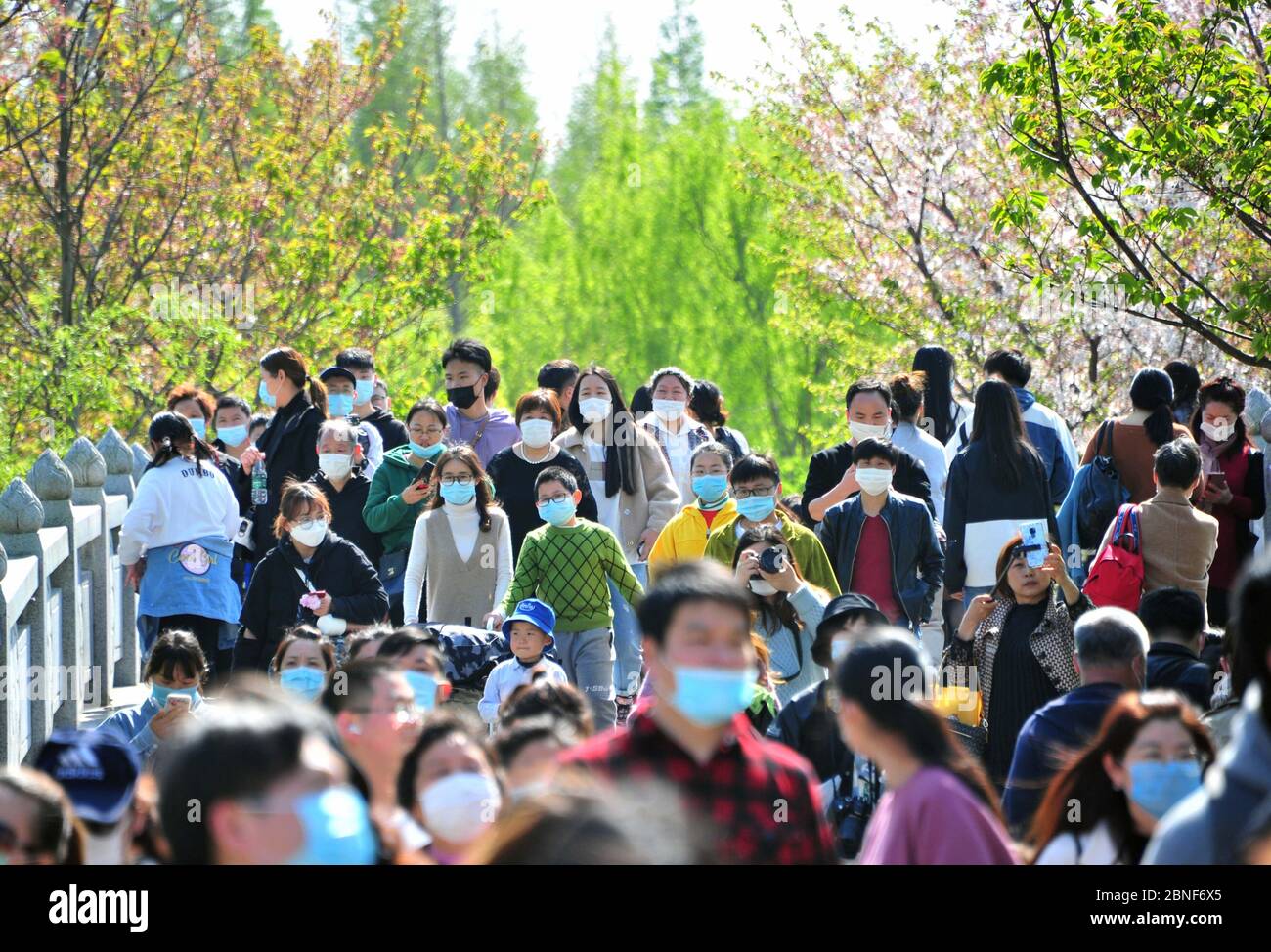 Tourist flock to Gucun Park to enjoy cheery blossom during Qingming ...