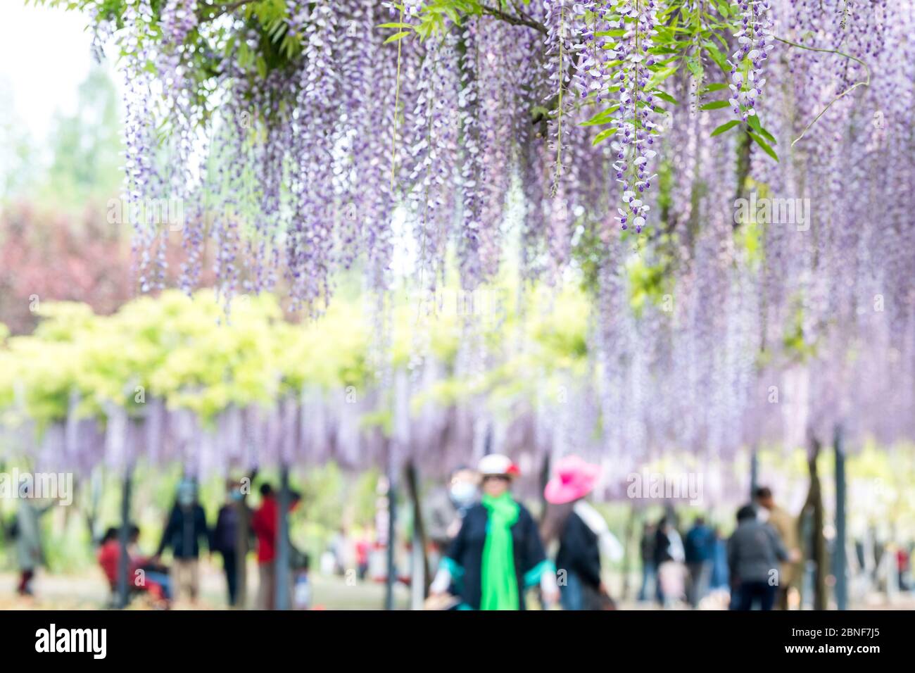 View of the wisteria flower fall in Shanghai, China, 22 April 2020 ...
