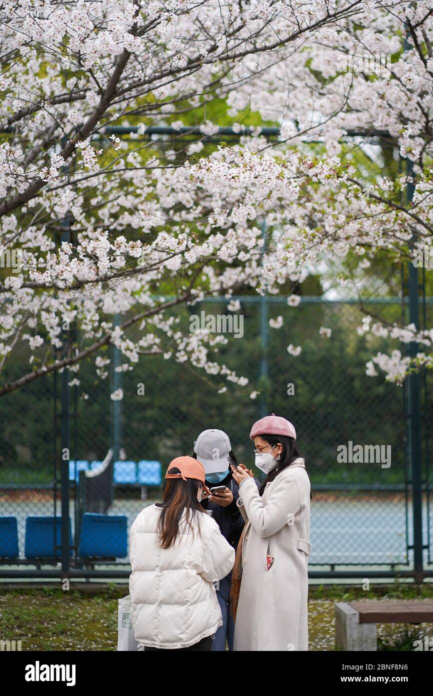Cherry flowers was in full bloom in Siping Campus of Tonji University ...