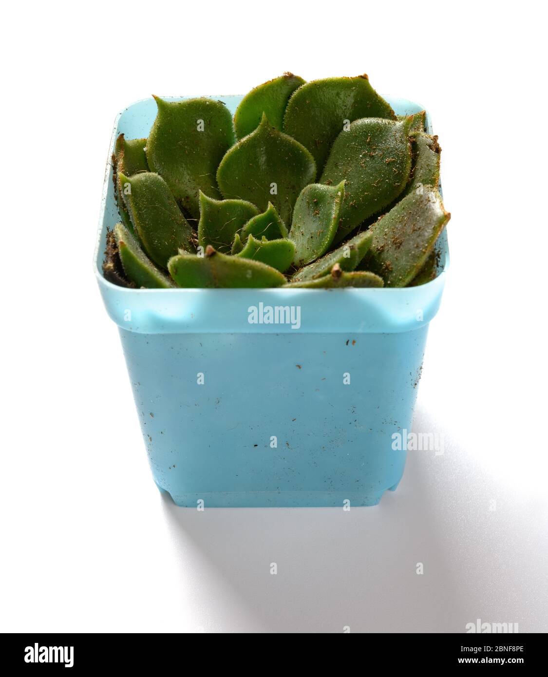 side view pot of green succulent plant on a white background Stock ...