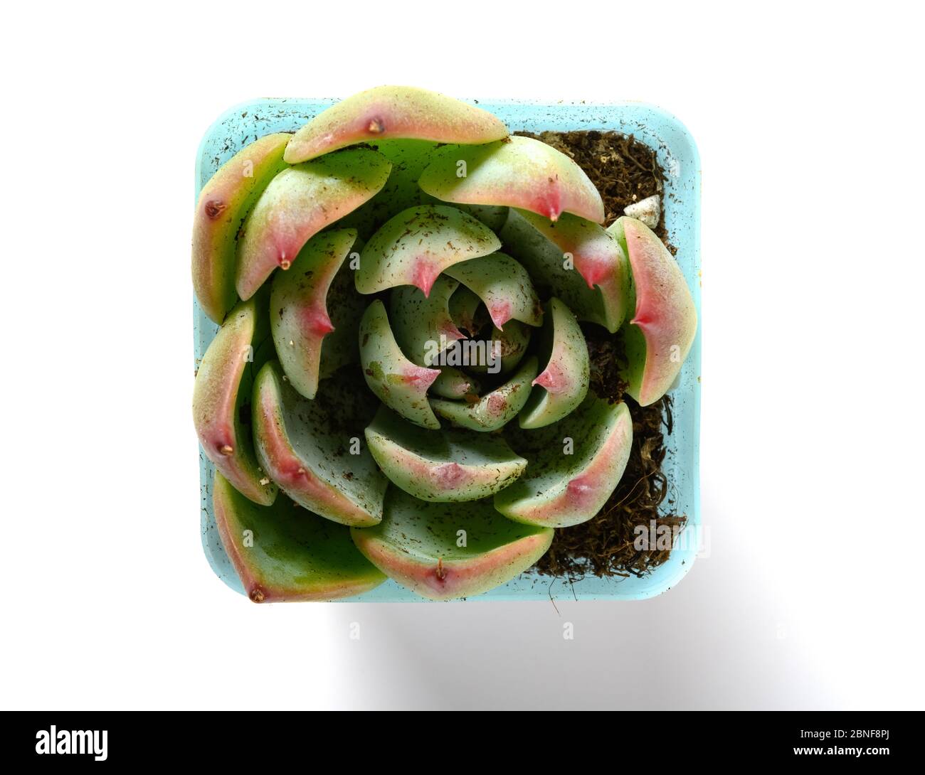 top view pot of green succulent plant on a white background Stock Photo ...