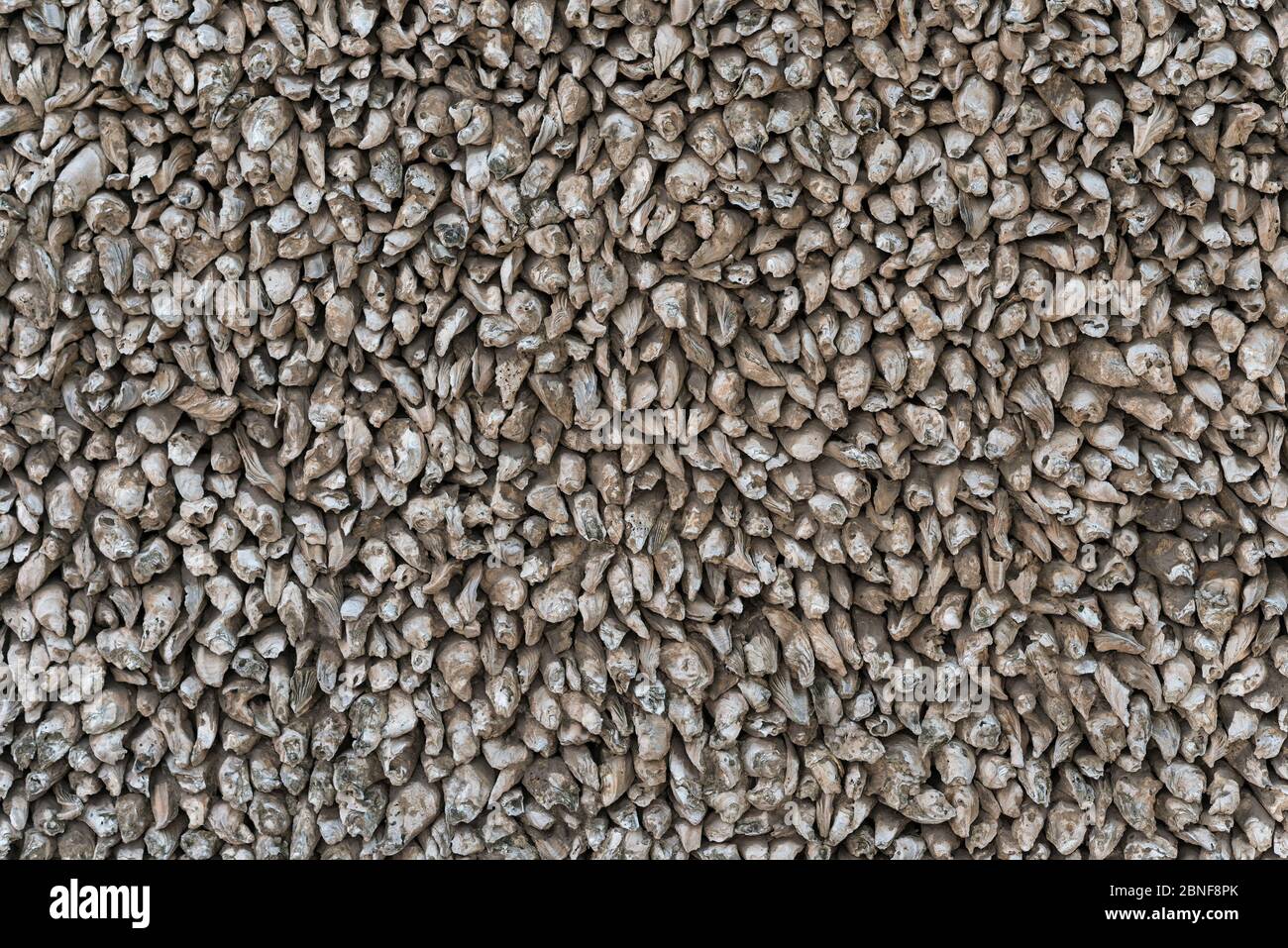 wall made of oyster shells as background and texture Stock Photo - Alamy