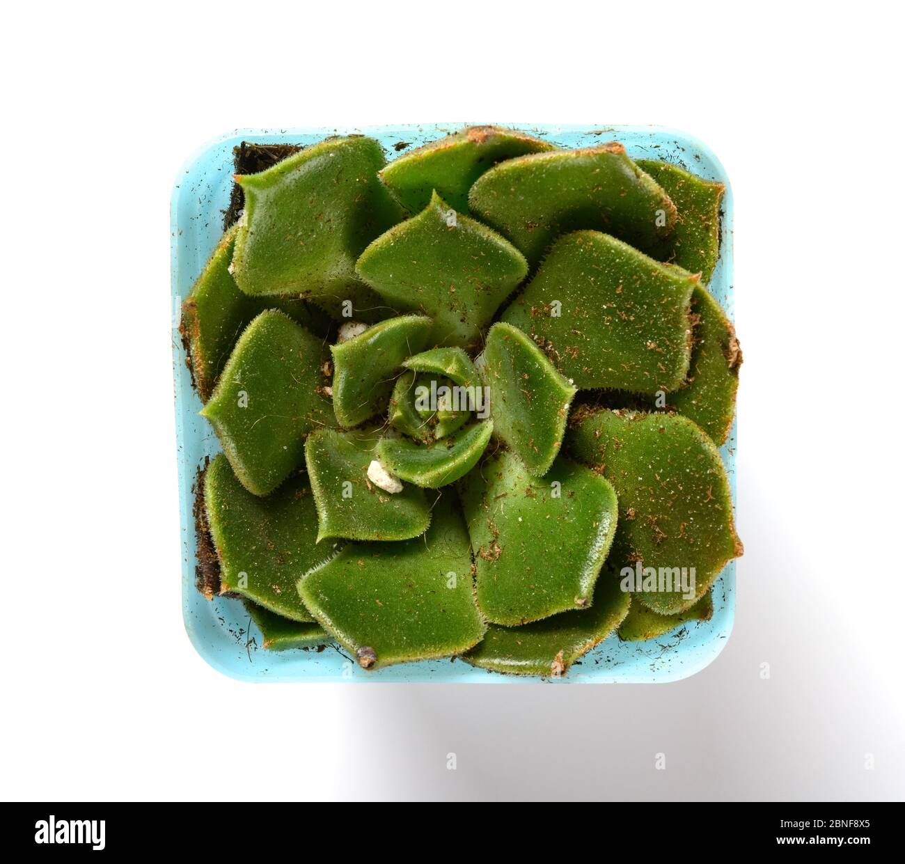top view pot of green succulent plant on a white background Stock Photo ...