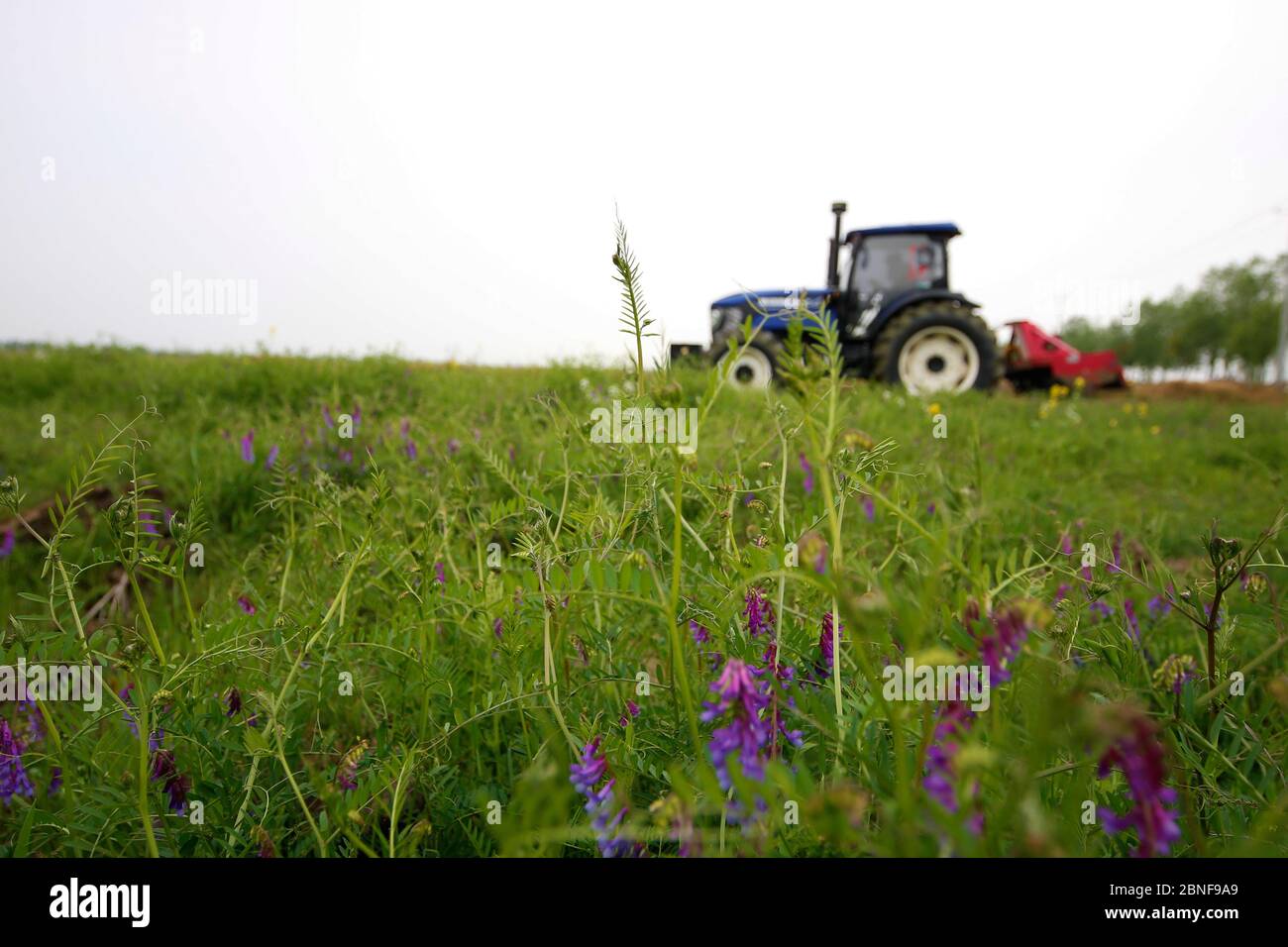 Agricultural machines take the chance of spring farming, working in the ...