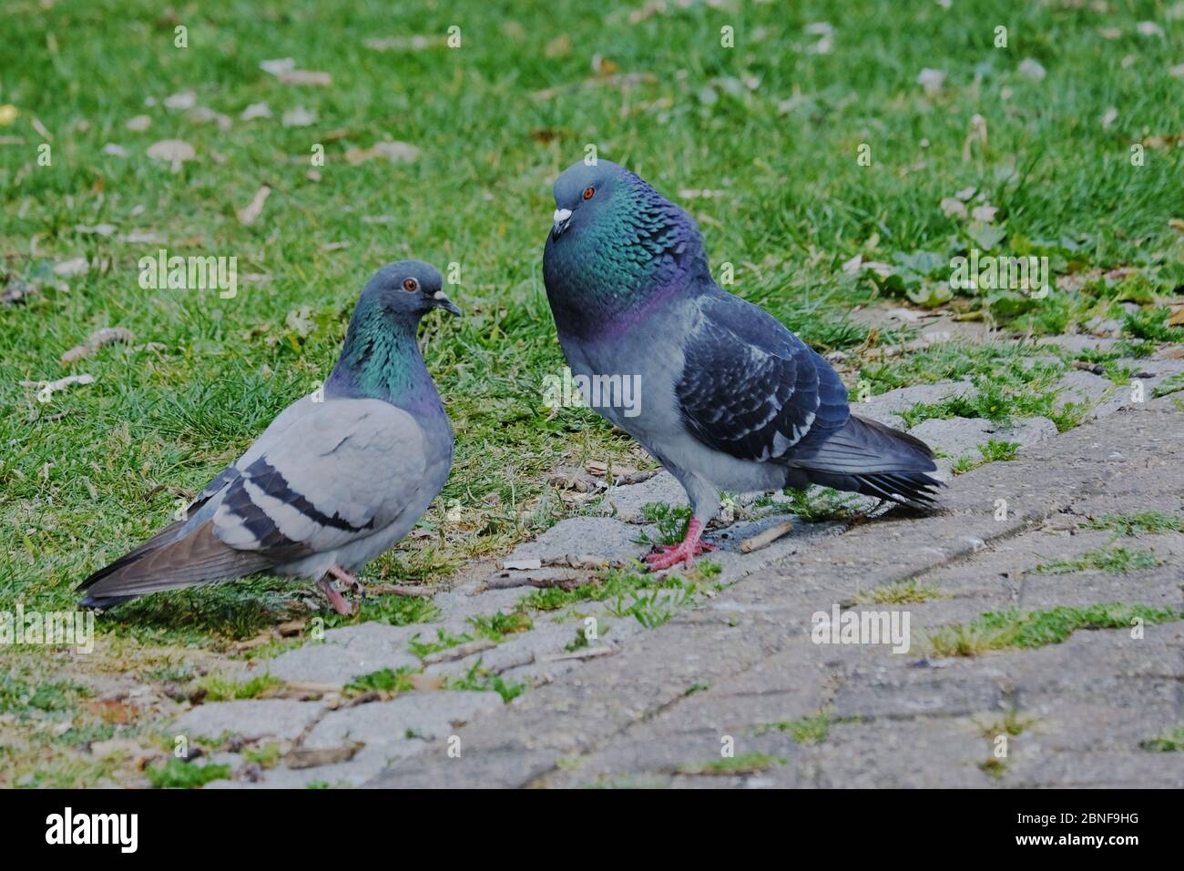 The feral pigeon (Columba livia domestica) courtship ritual sees the ...