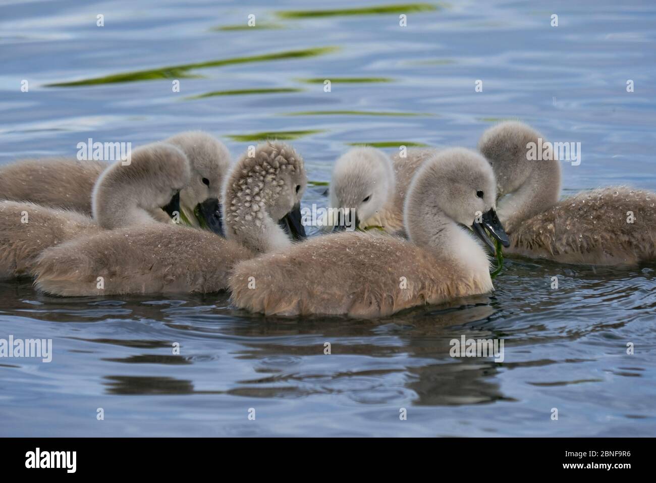 A group of very young cygnets feed together in a group on water Stock ...