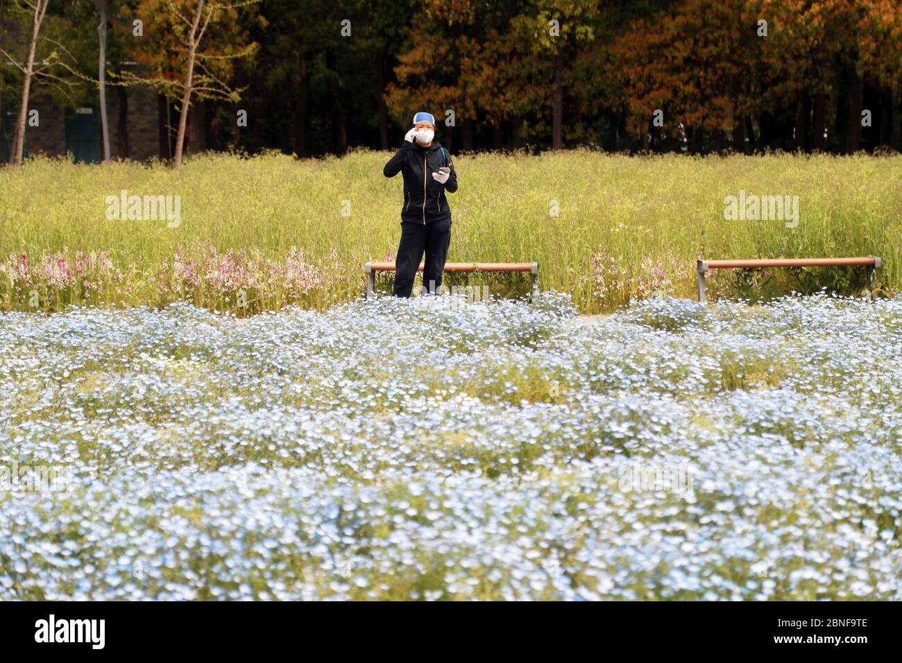 Nemophila (baby blue eyes) are in full blooms at Minhang Culture Park ...