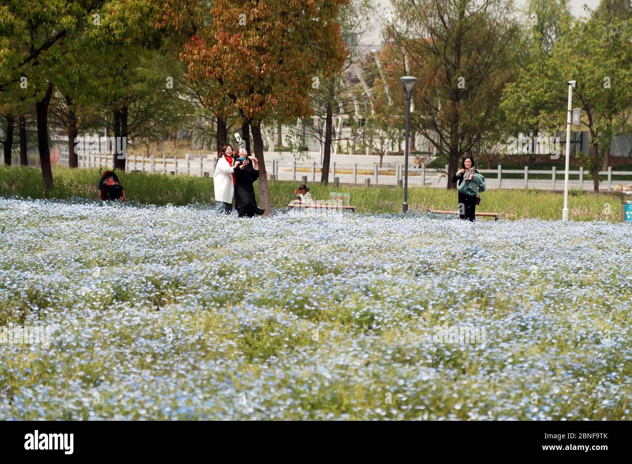 Nemophila (baby blue eyes) are in full blooms at Minhang Culture Park ...