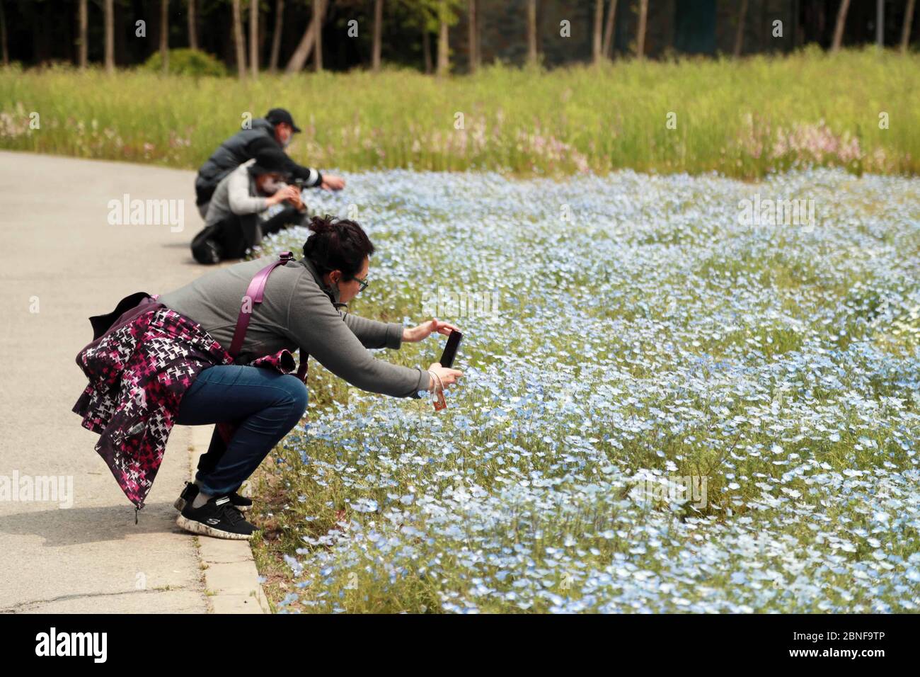 Nemophila (baby blue eyes) are in full blooms at Minhang Culture Park ...