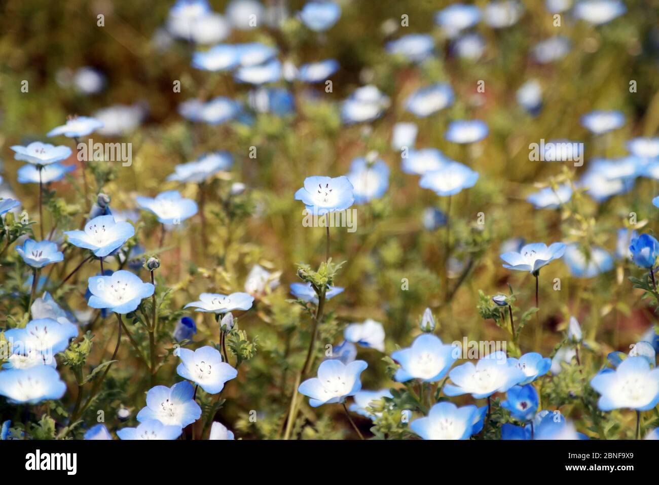 Nemophila (baby blue eyes) are in full blooms at Minhang Culture Park ...