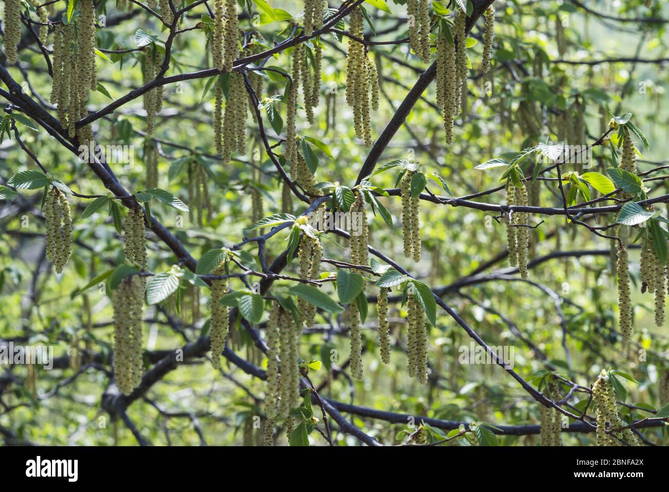 Birch branches leaves catkins hanging hi-res stock photography and ...