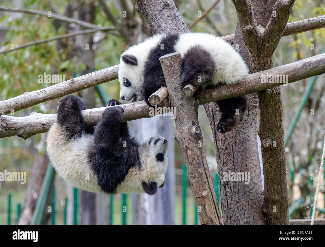 Pandas fighting hi-res stock photography and images - Alamy
