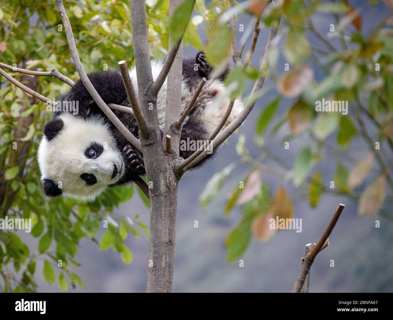 Pandas fighting hi-res stock photography and images - Alamy