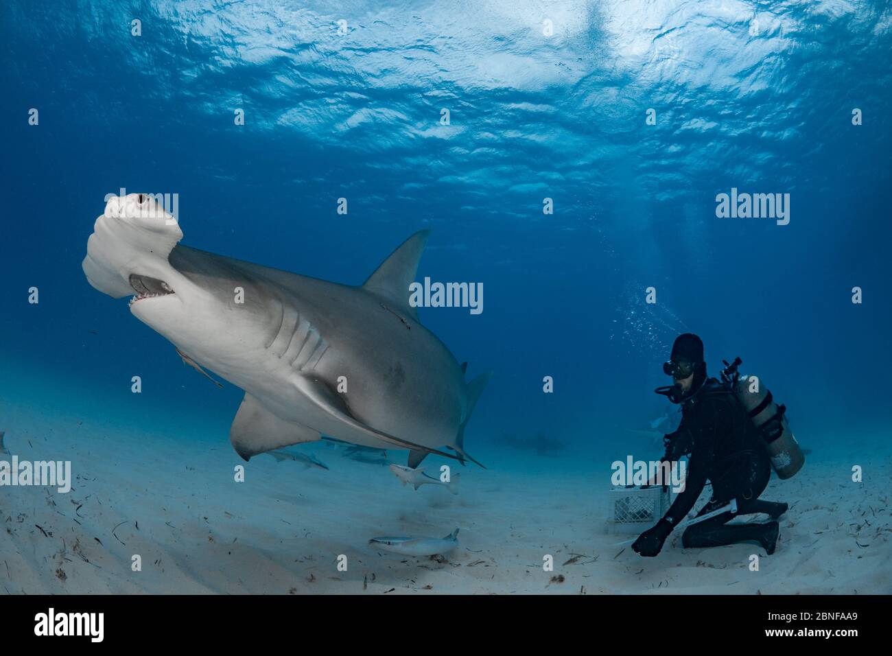 A great hammerhead being hand-fed by a diver Stock Photo - Alamy