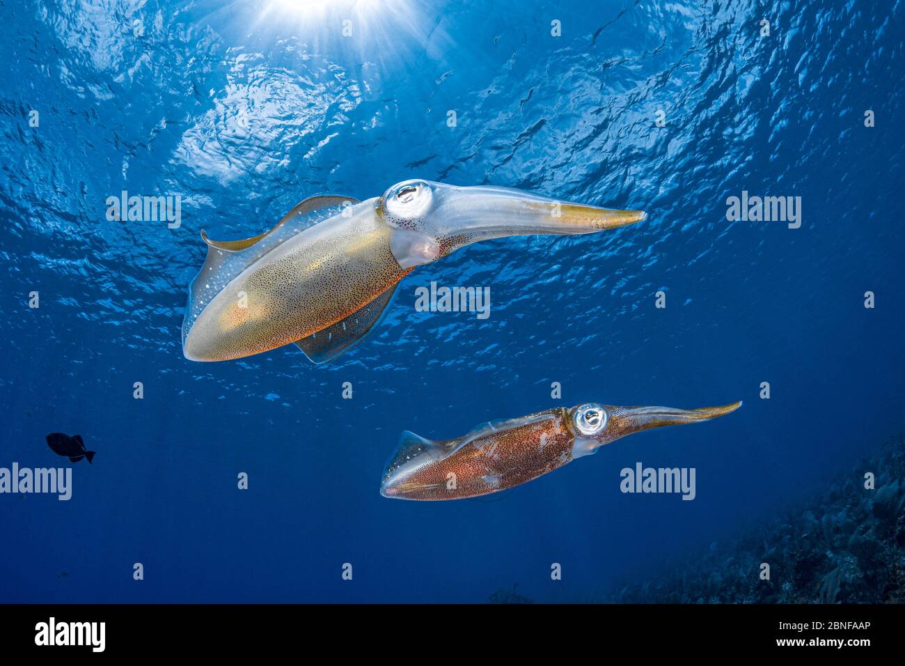 Carribean reef squid in shallow water Stock Photo - Alamy