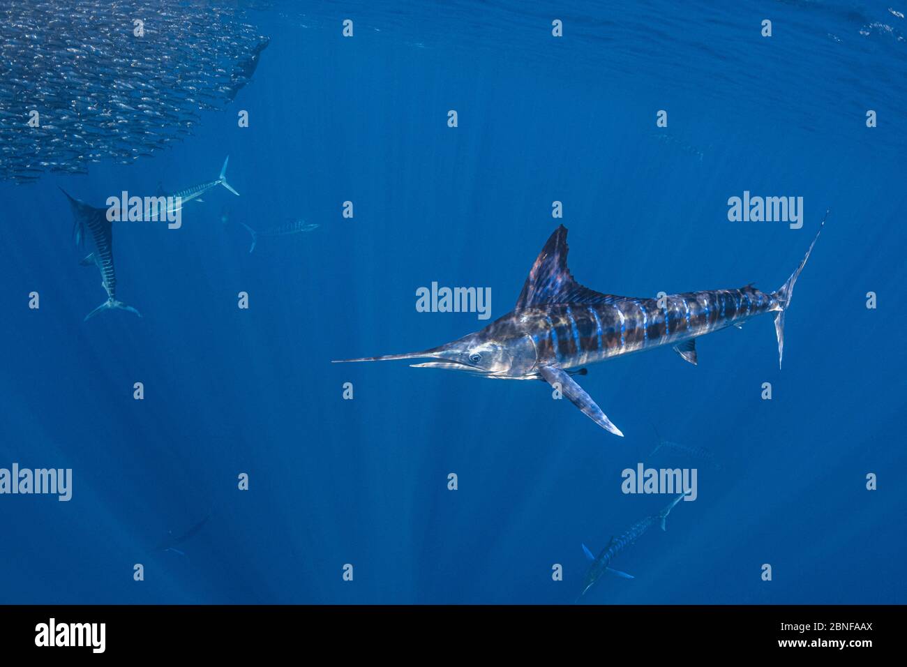 Marlin hunting hi-res stock photography and images - Alamy