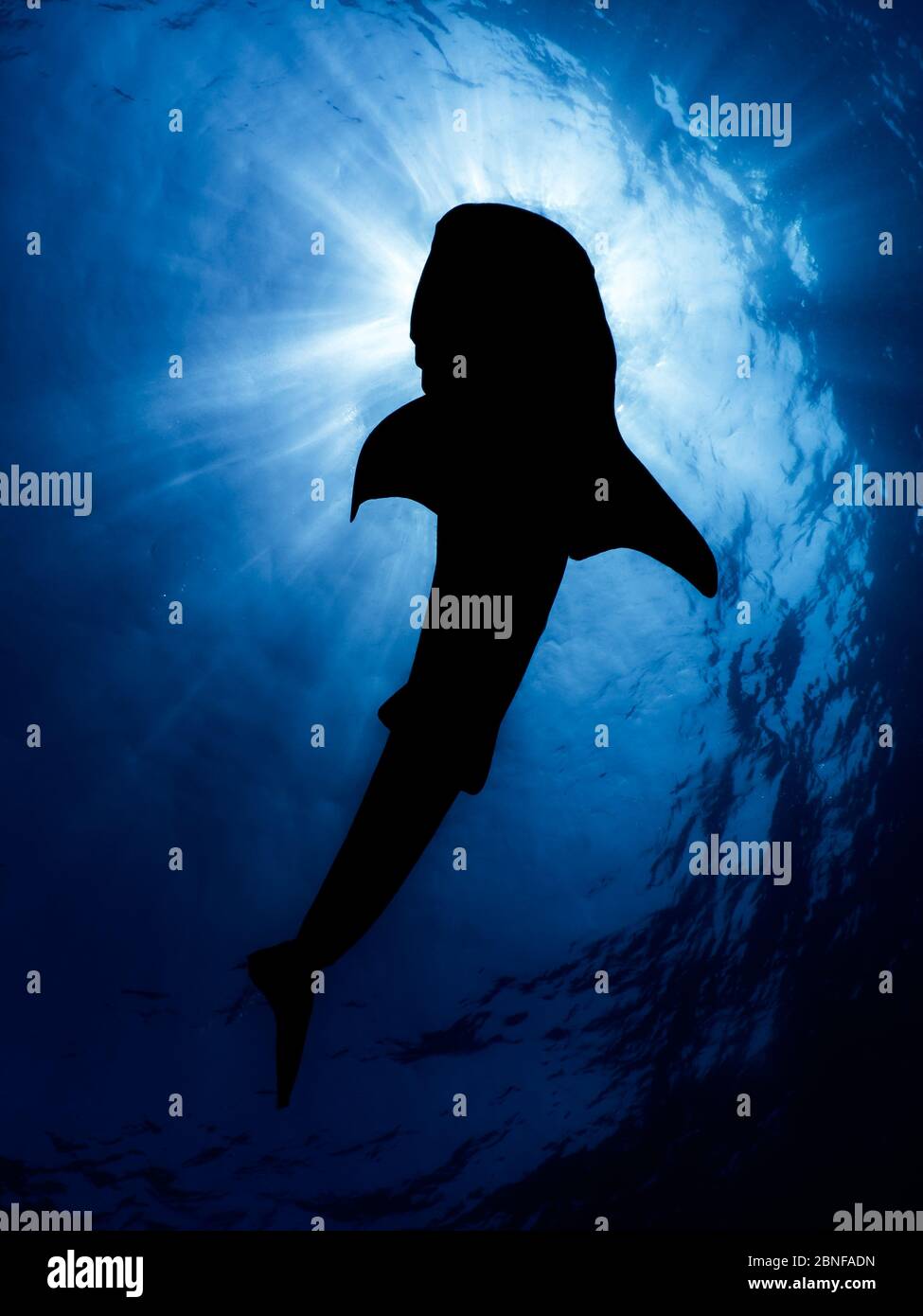 A whale shark swimming just below the surface Stock Photo - Alamy