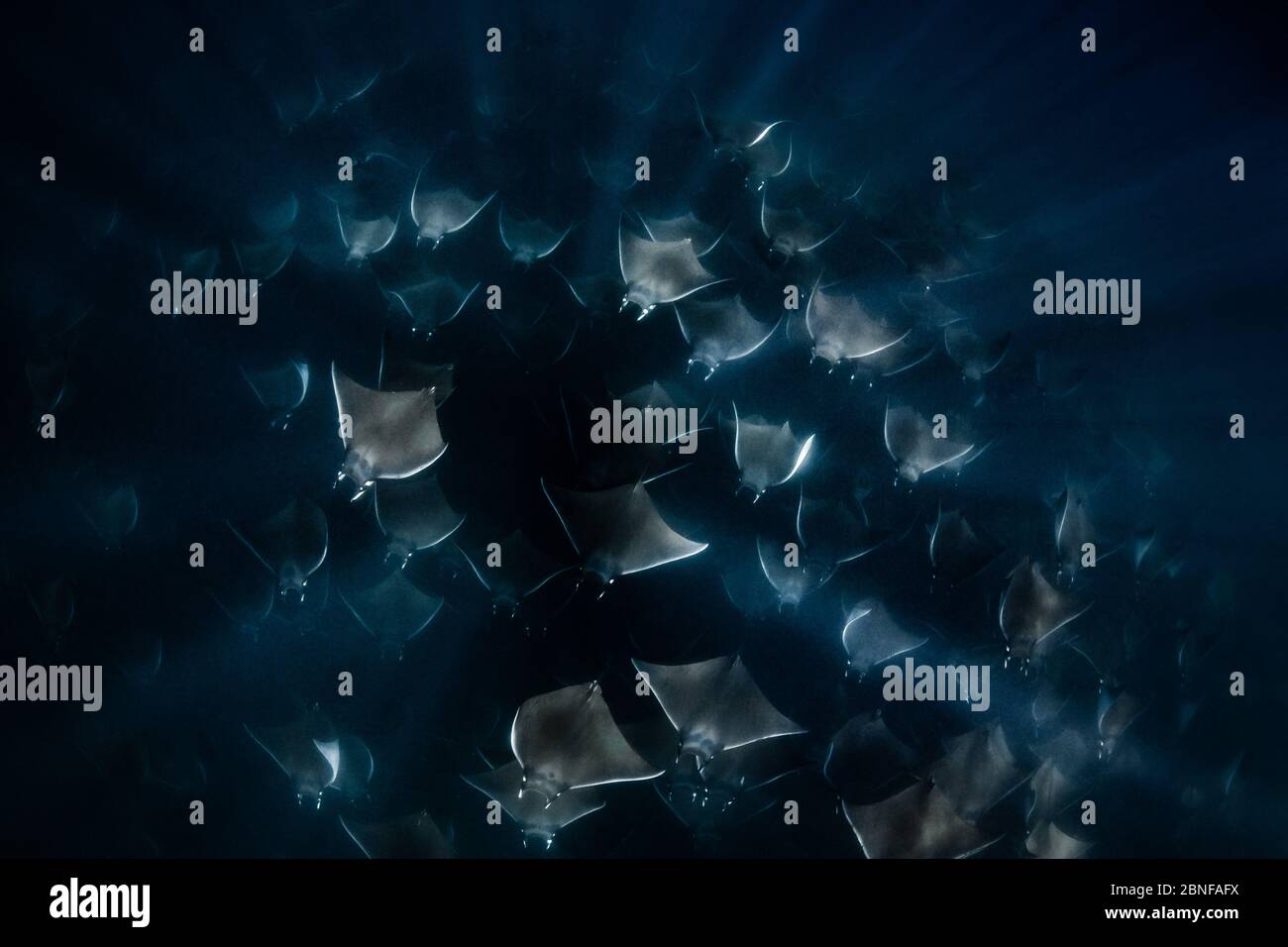 A fever of mobula rays in Cabo San Lucas Stock Photo - Alamy