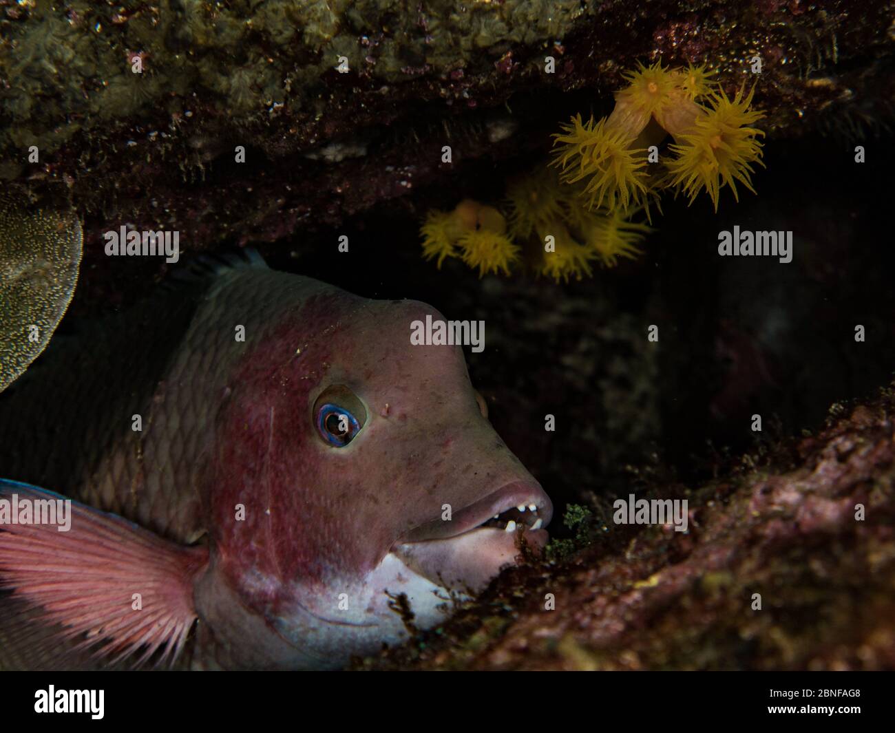 Mexican hogfish hi-res stock photography and images - Alamy
