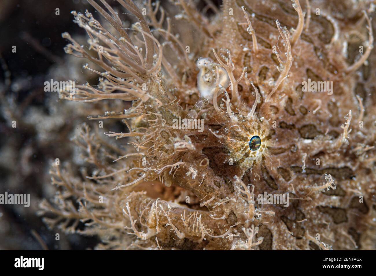 Frogfish florida hi-res stock photography and images - Alamy