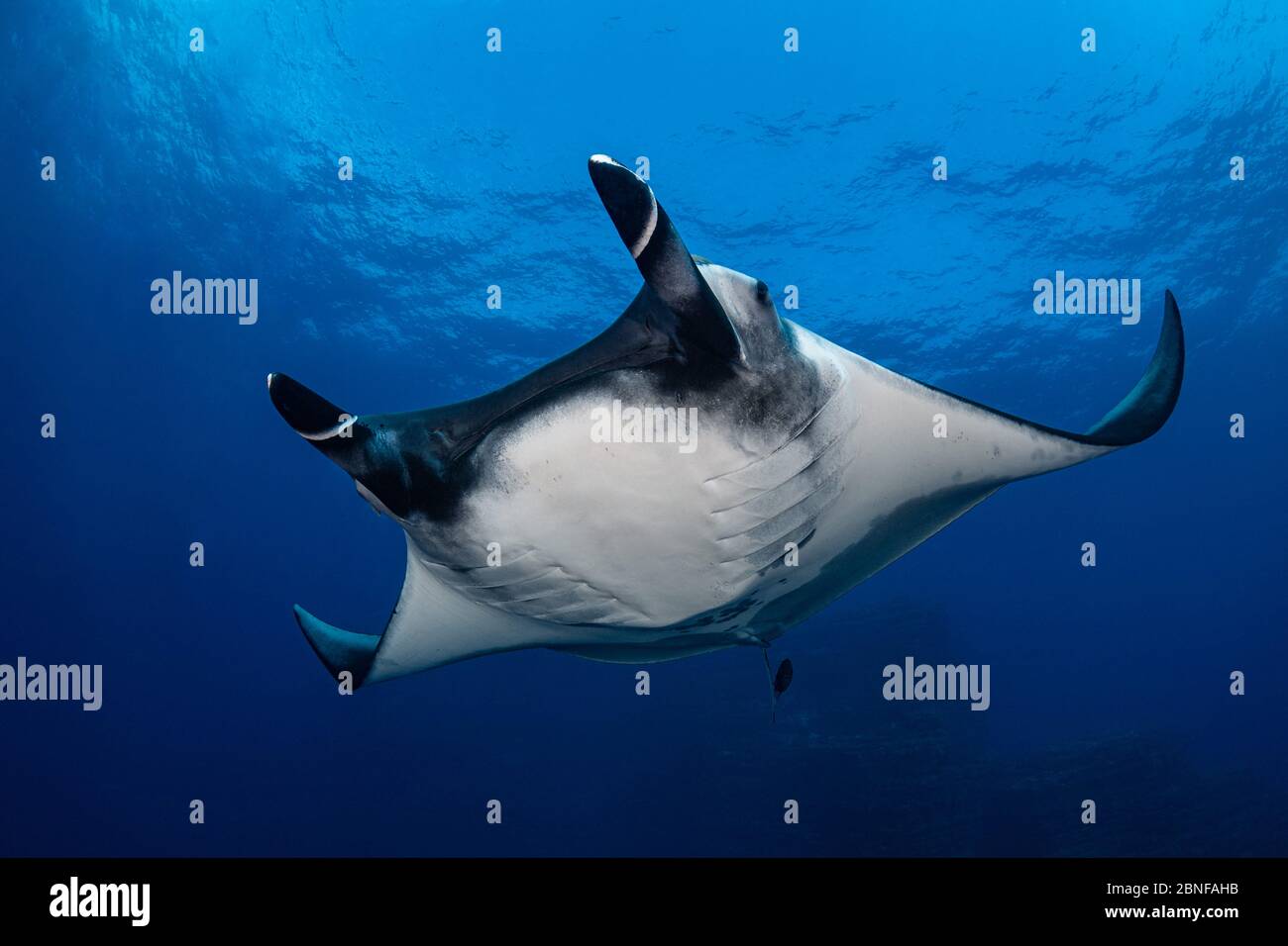Giant manta ray birostris close hi-res stock photography and images - Alamy