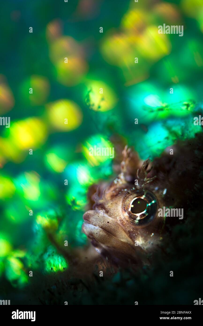 A small blenny in peaking out of its home Stock Photo - Alamy