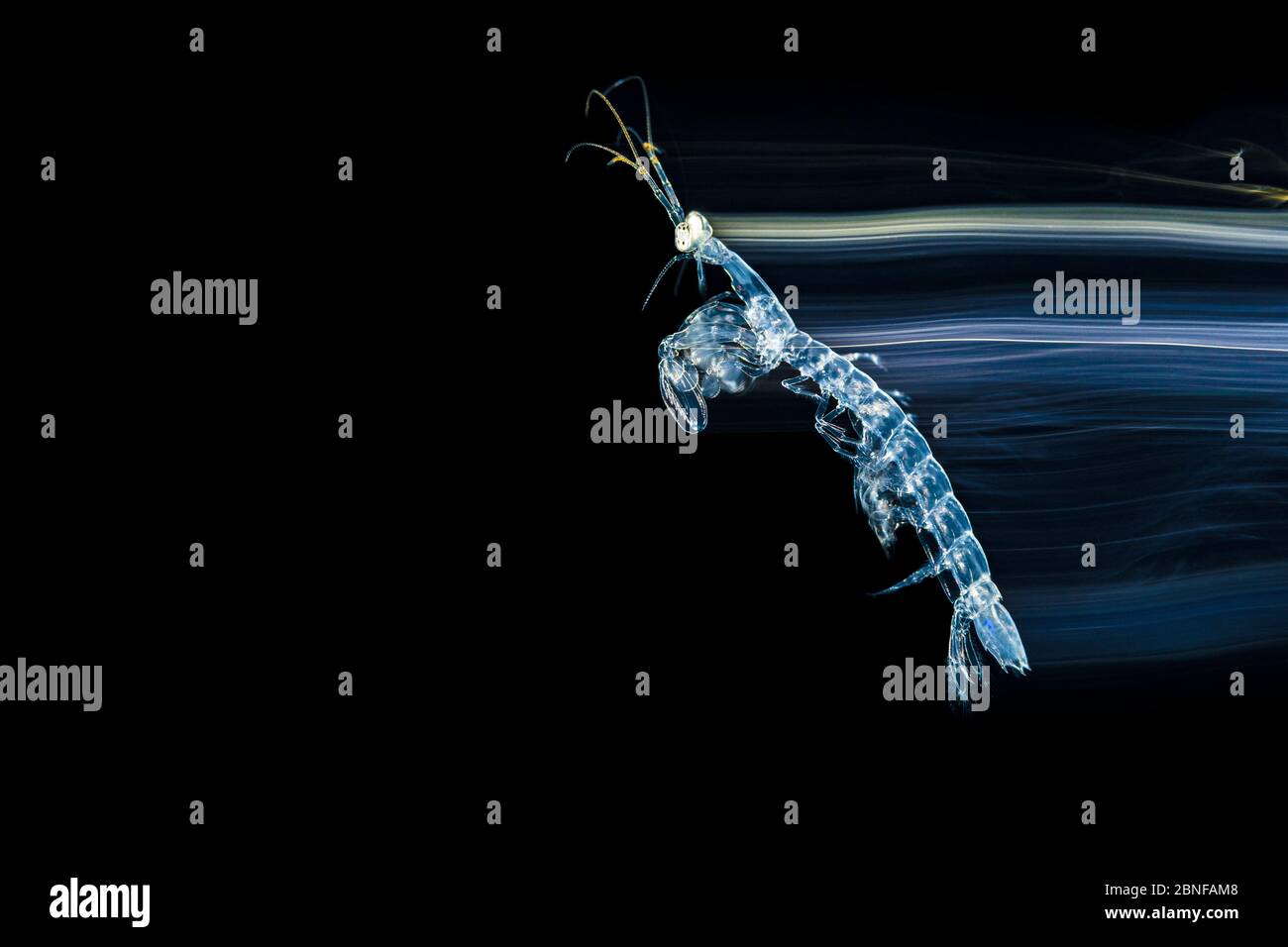 Mantis shrimp larva hi-res stock photography and images - Alamy